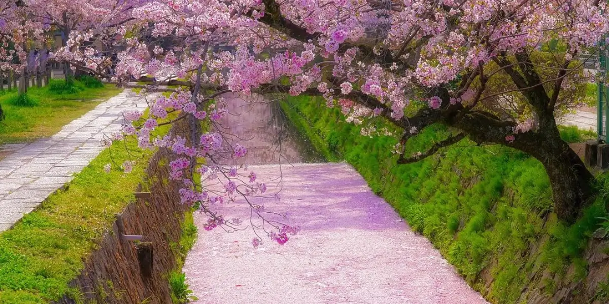Spring Bucket List for Japan: 10 Amazing Experiences